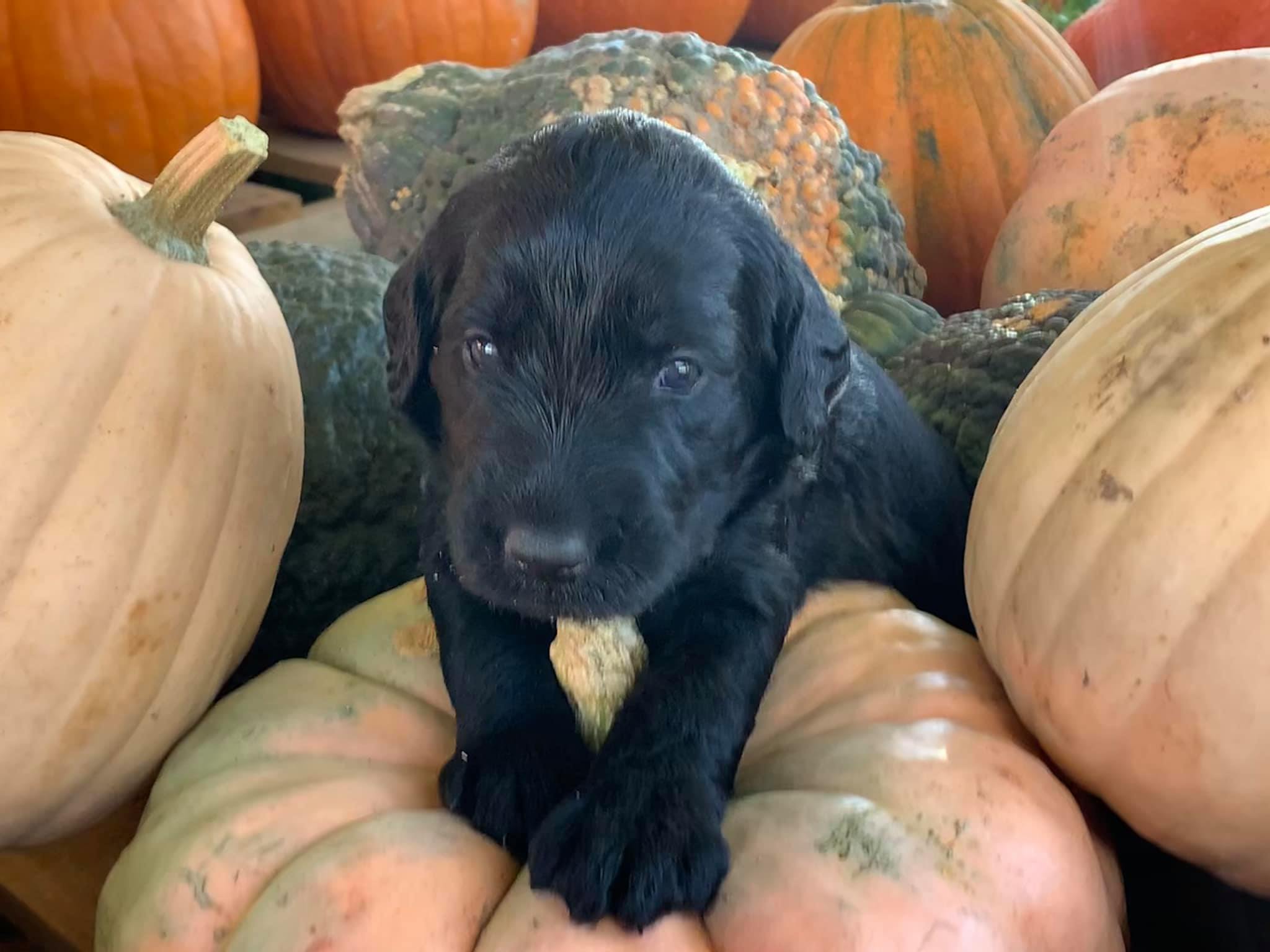 Canoodles & Doodles – Labs + Poodles = Kissy Face Doodles!