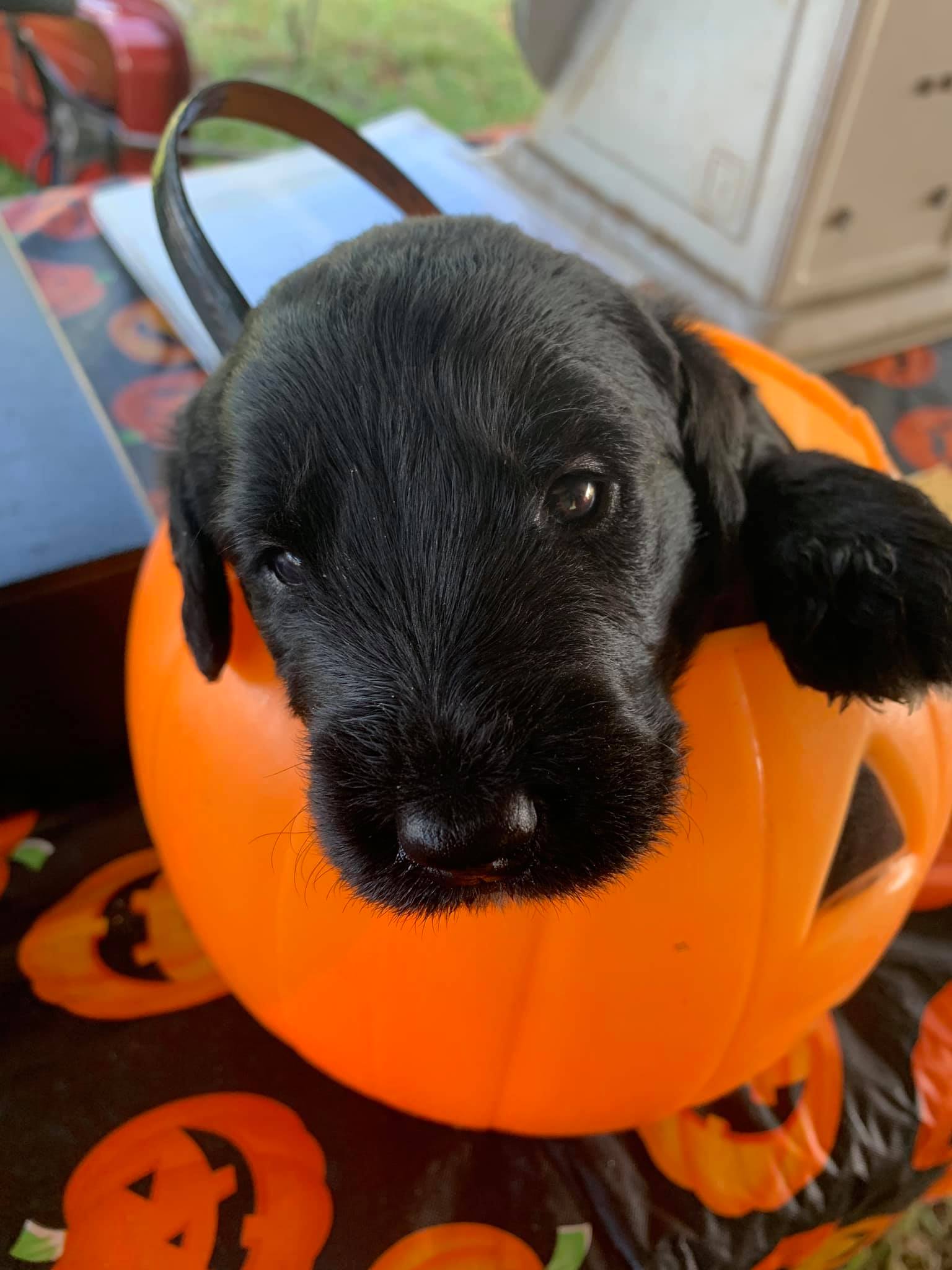 Canoodles & Doodles – Labs + Poodles = Kissy Face Doodles!