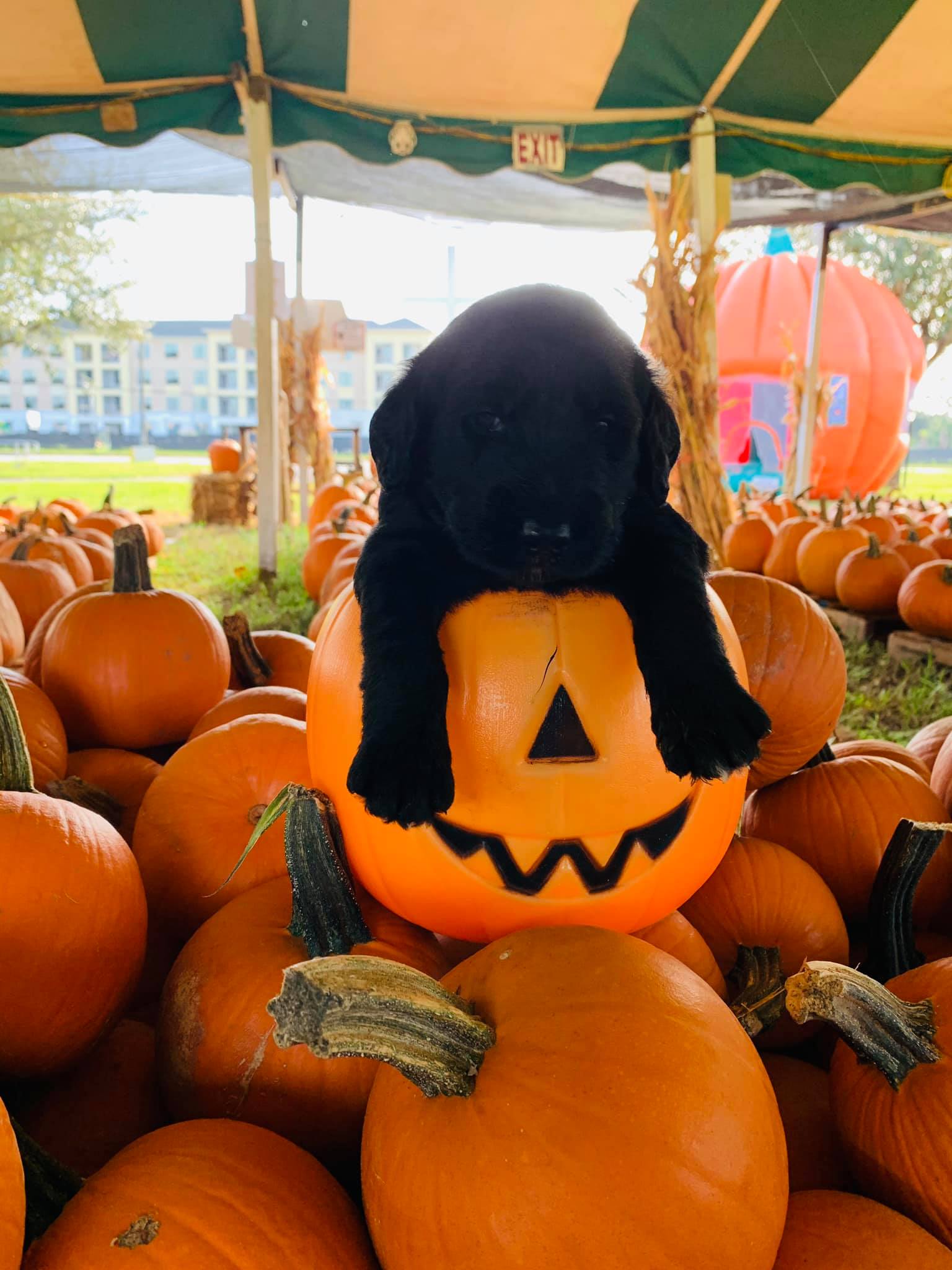 Canoodles & Doodles – Labs + Poodles = Kissy Face Doodles!