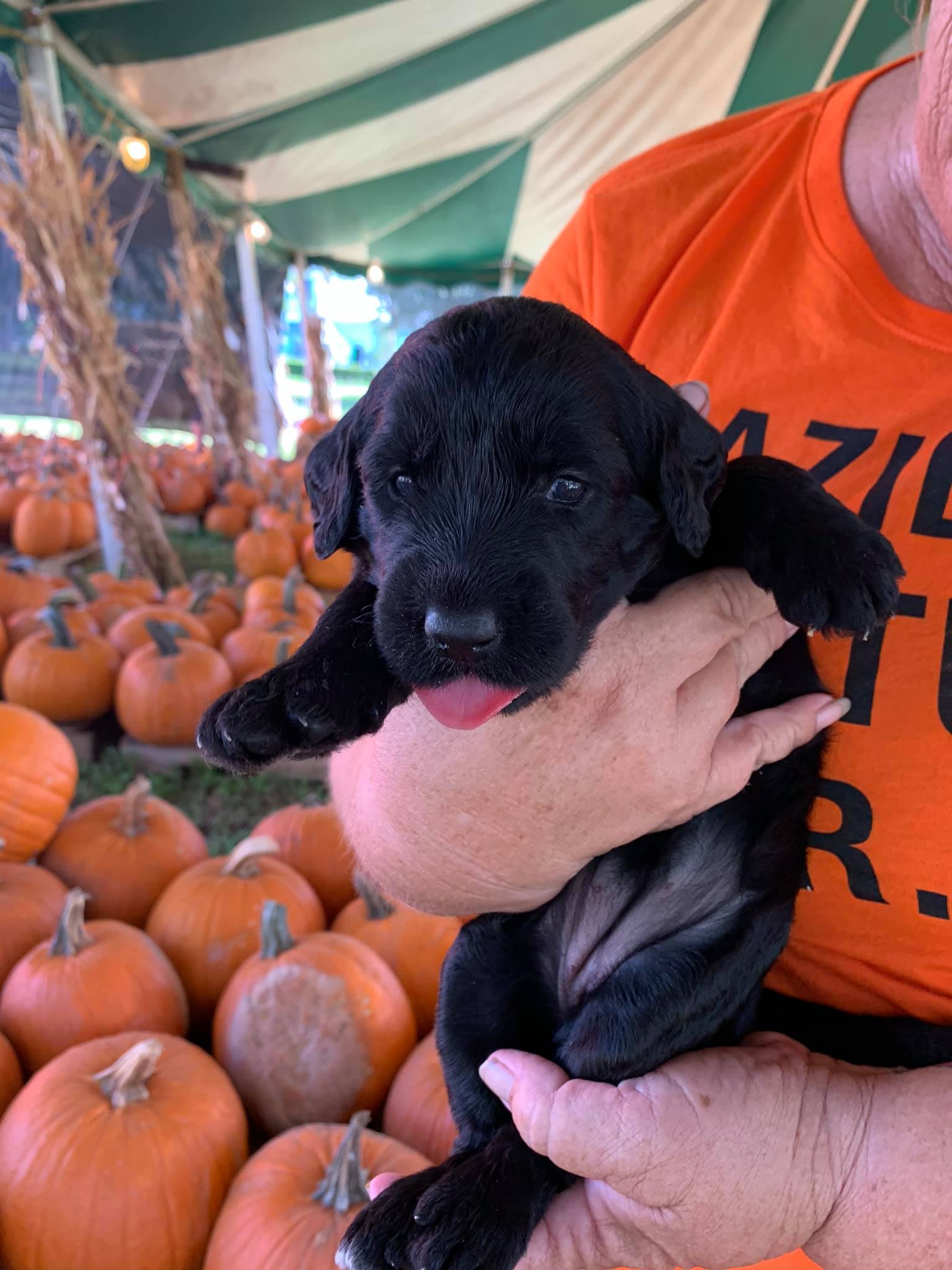 Canoodles & Doodles – Labs + Poodles = Kissy Face Doodles!