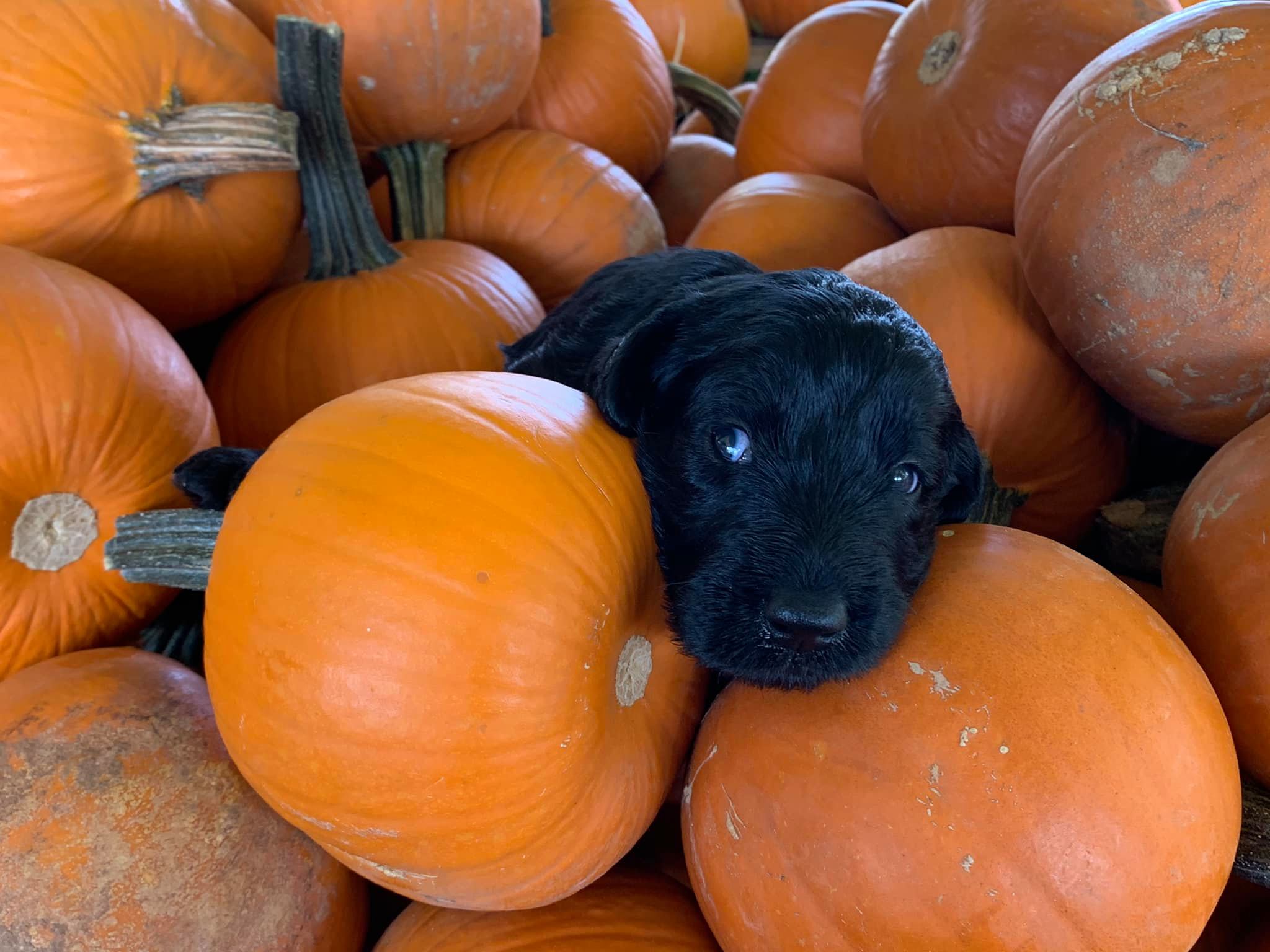 Canoodles & Doodles – Labs + Poodles = Kissy Face Doodles!