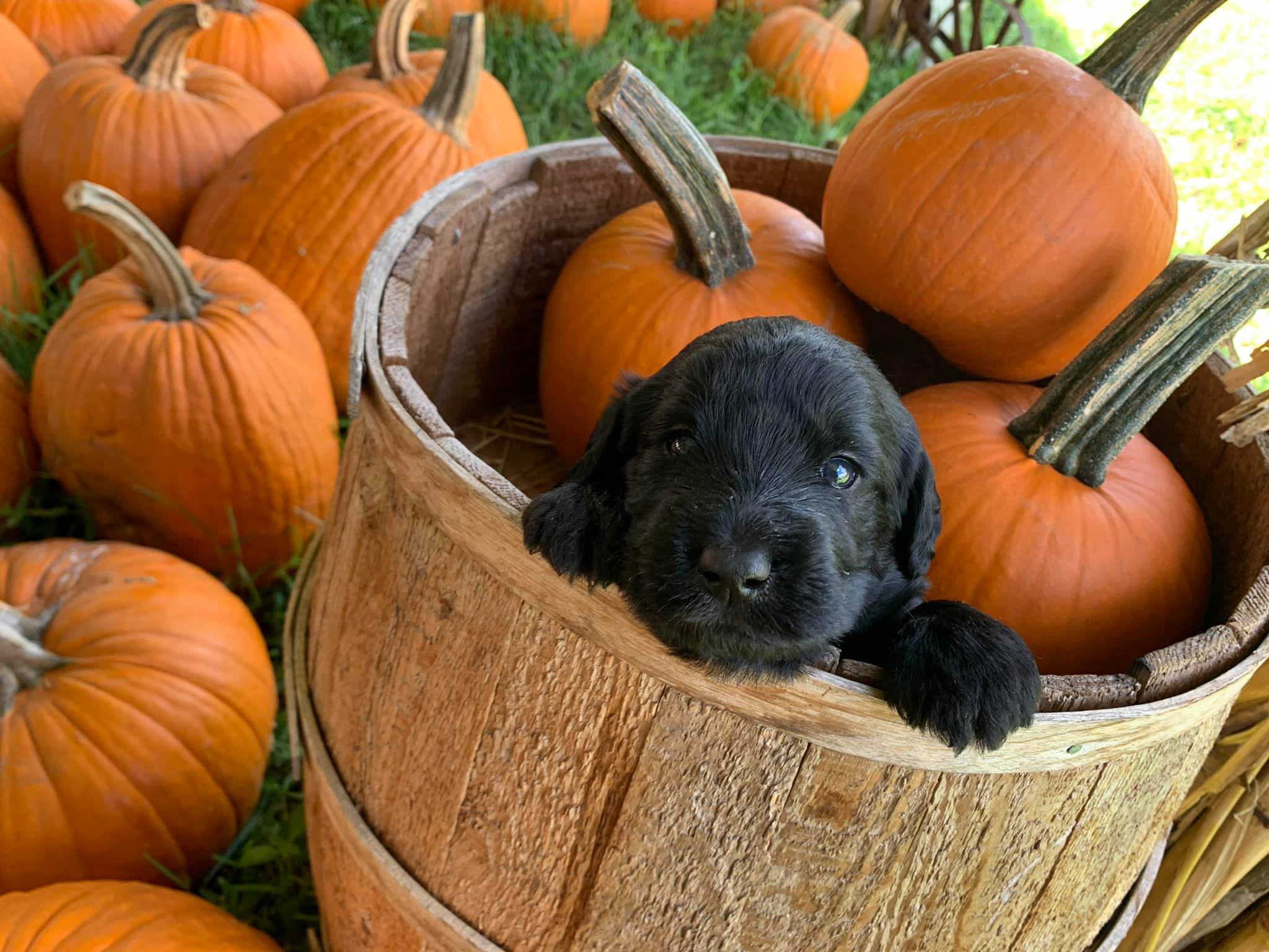 Canoodles & Doodles – Labs + Poodles = Kissy Face Doodles!