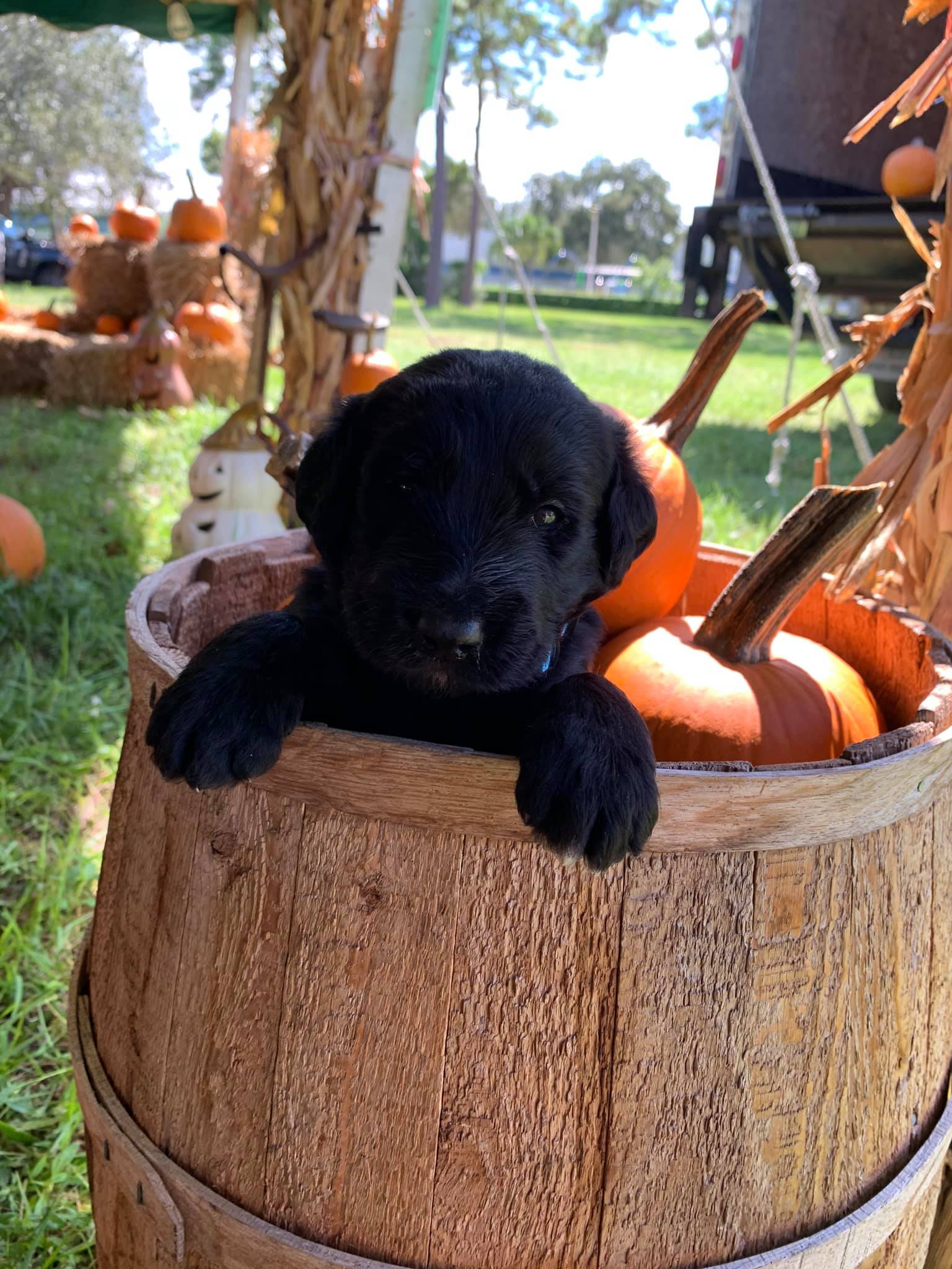 Canoodles & Doodles – Labs + Poodles = Kissy Face Doodles!