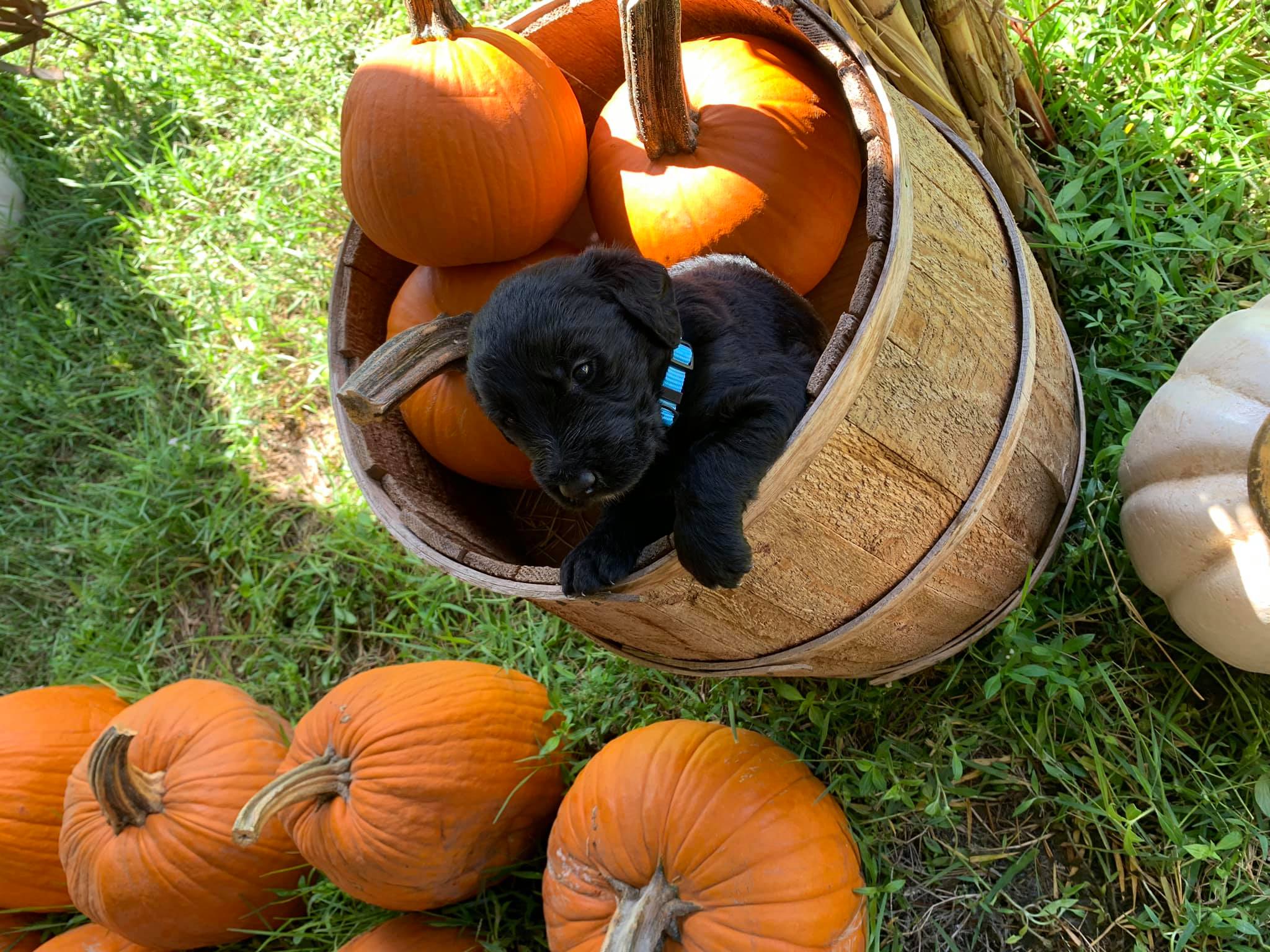 Canoodles & Doodles – Labs + Poodles = Kissy Face Doodles!