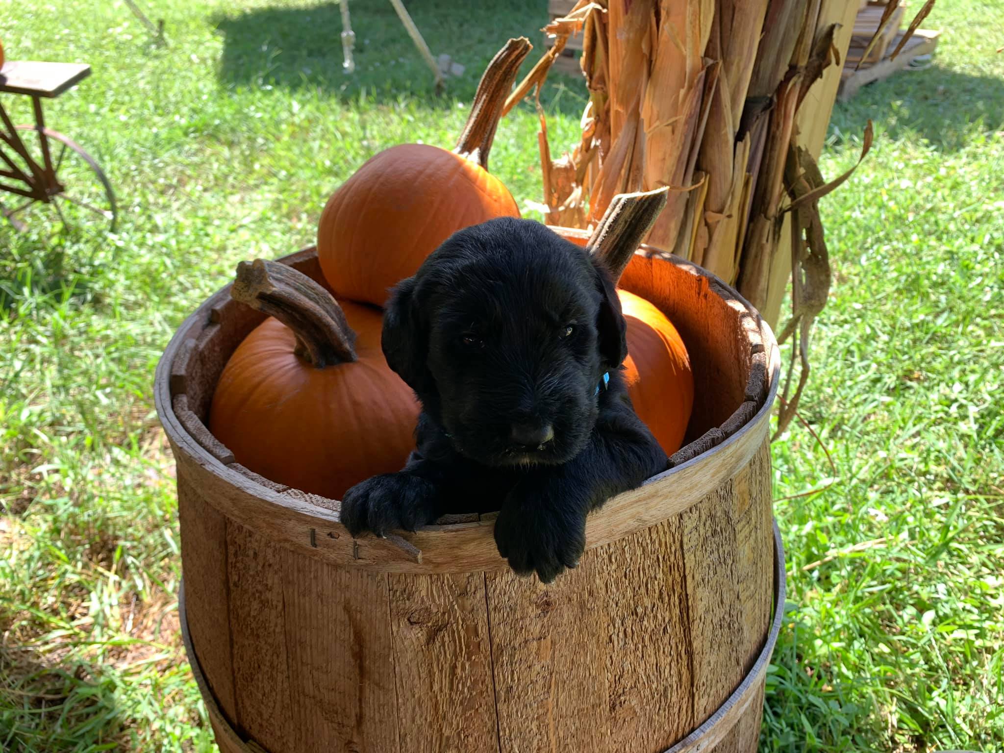 Canoodles & Doodles – Labs + Poodles = Kissy Face Doodles!