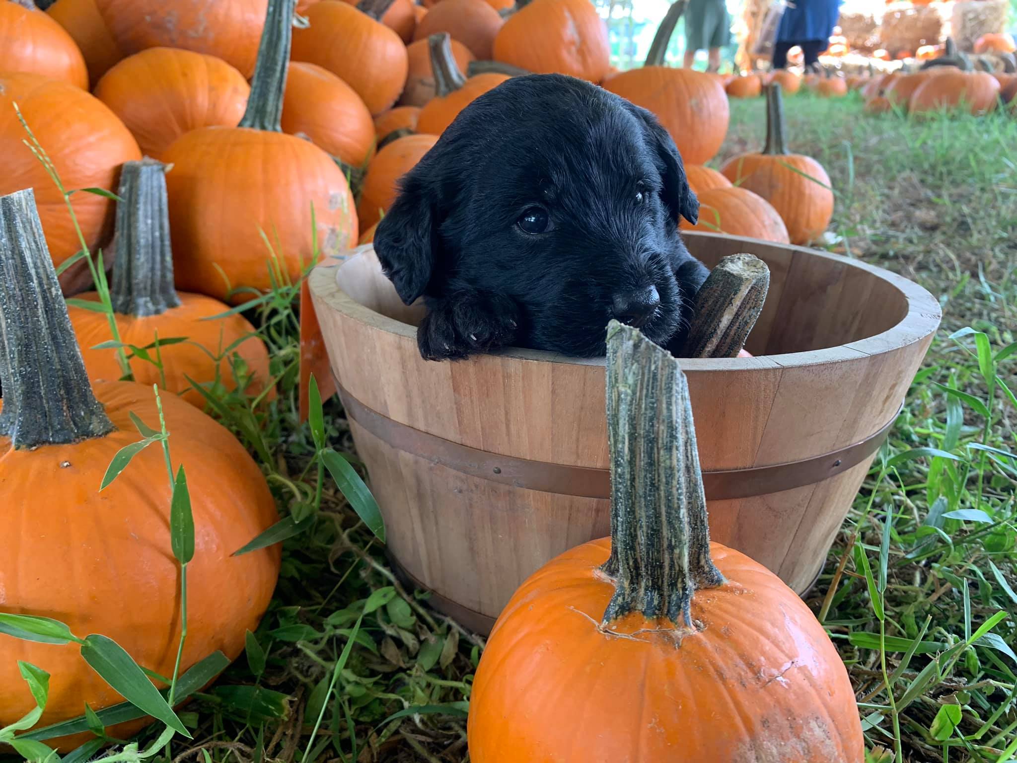 Canoodles & Doodles – Labs + Poodles = Kissy Face Doodles!